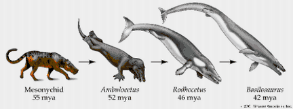 Mesonychid ~ Everything You Need to Know with Photos | Videos
